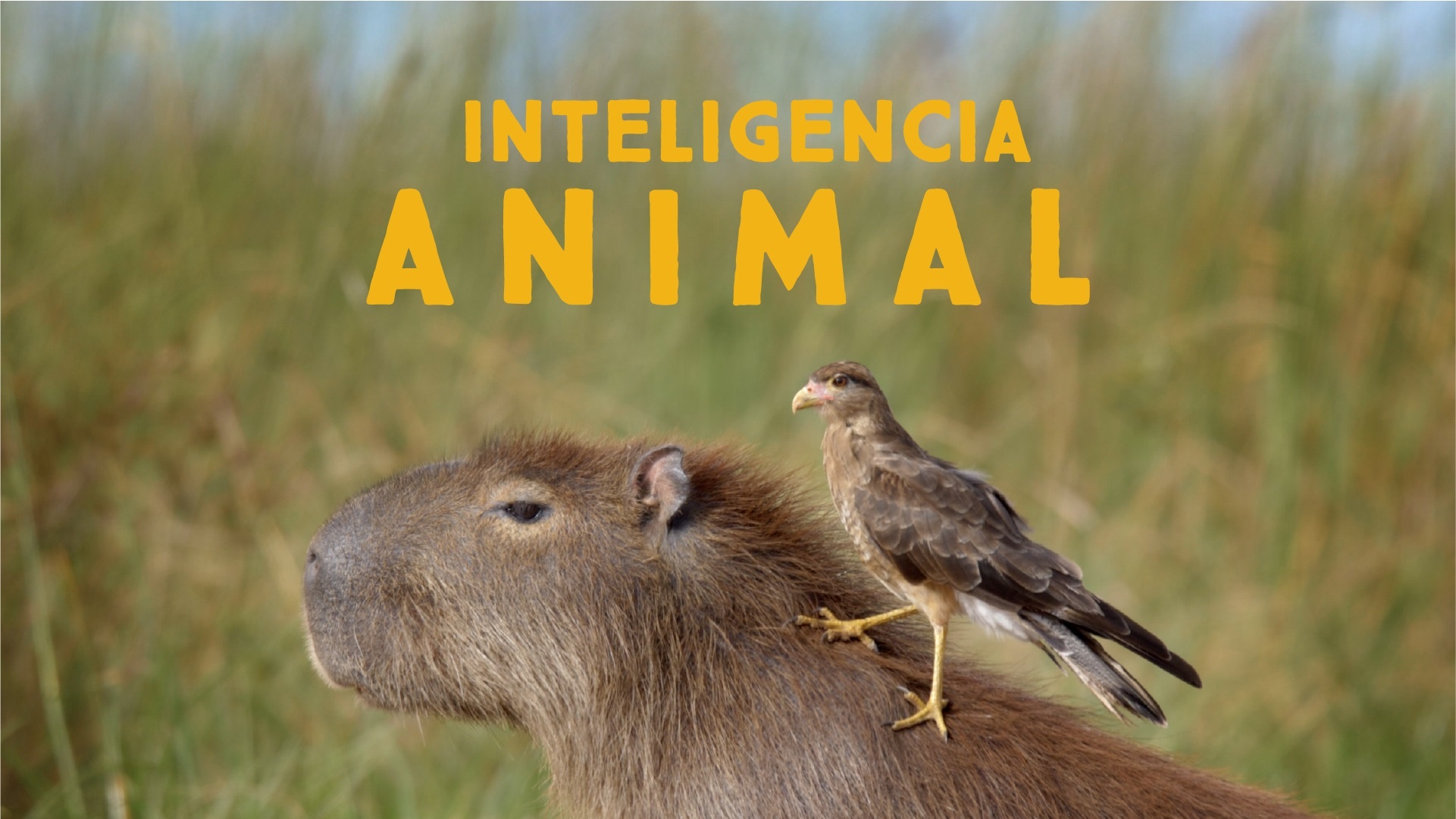 Inteligencia animal - PRODU