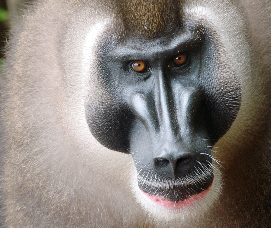 Lost kings of Bioko - PRODU